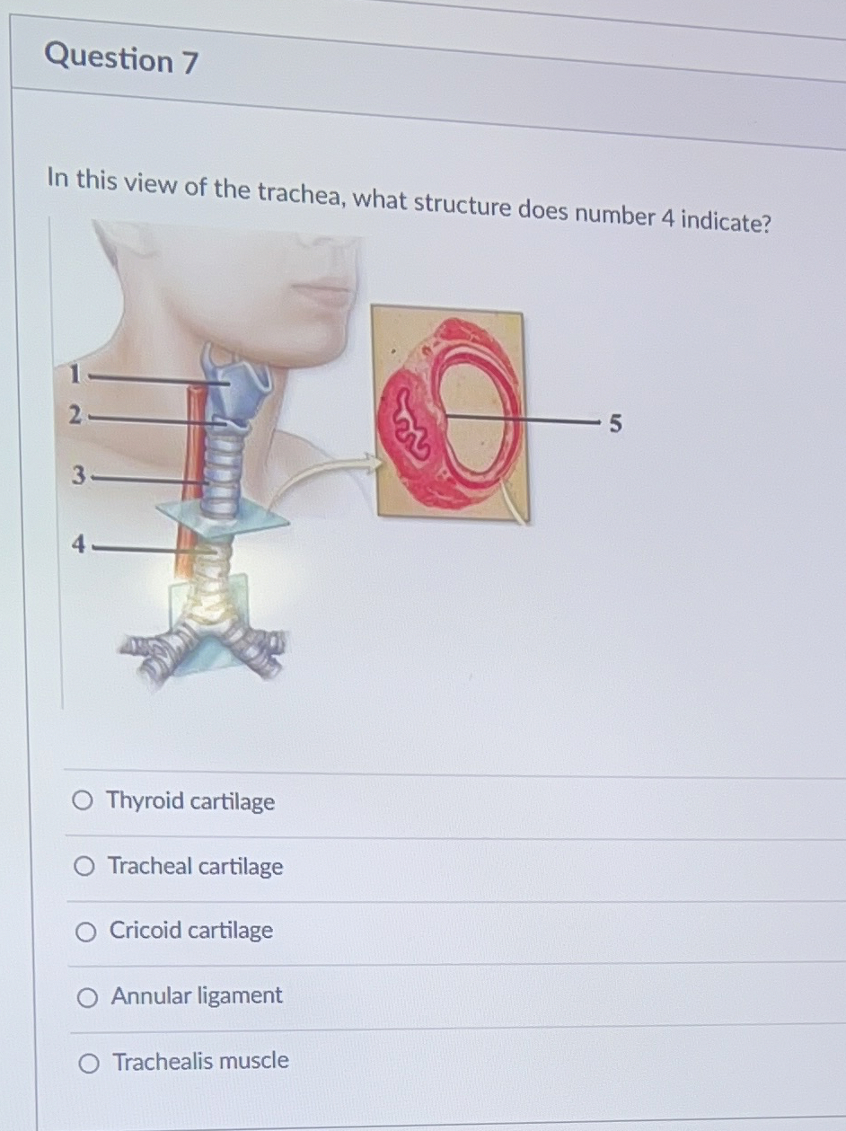Solved Question 7In this view of the trachea, what structure | Chegg.com Solved Question 7In this view of the trachea, what structure | Chegg.com