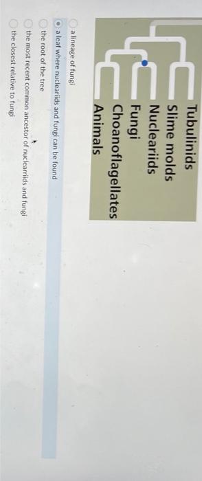 Solved a lineage of fungi a leaf where nuclearids and fungi | Chegg.com