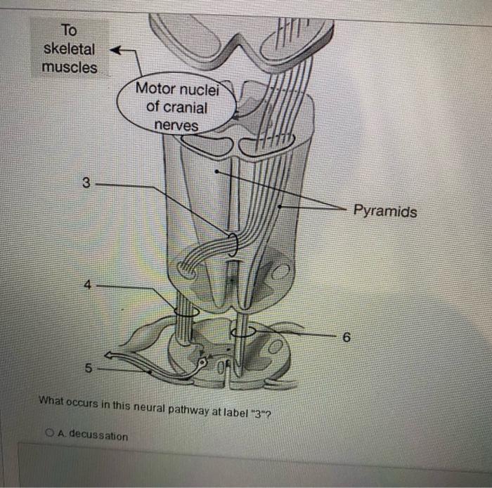 Solved What occurs in this neural pathway at label "3"? A. | Chegg.com