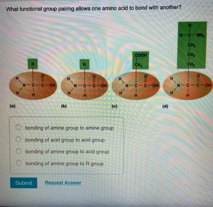 Solved what functional group pairing allows one amino acid | Chegg.com