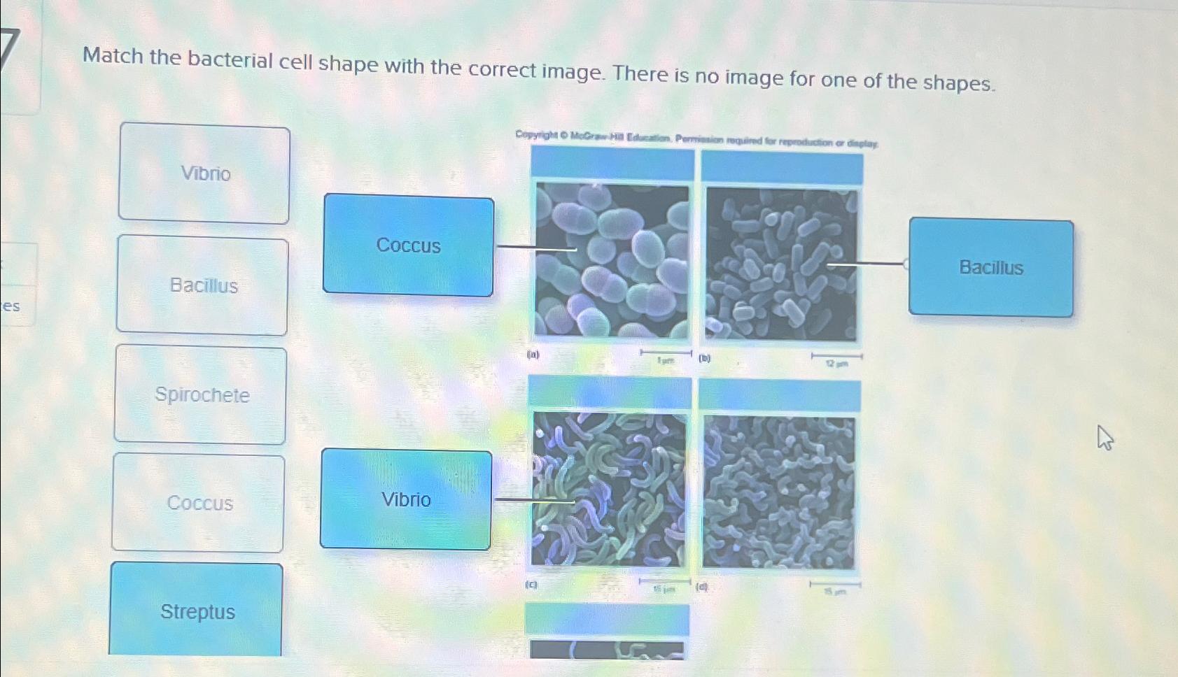 Solved Match the bacterial cell shape with the correct | Chegg.com
