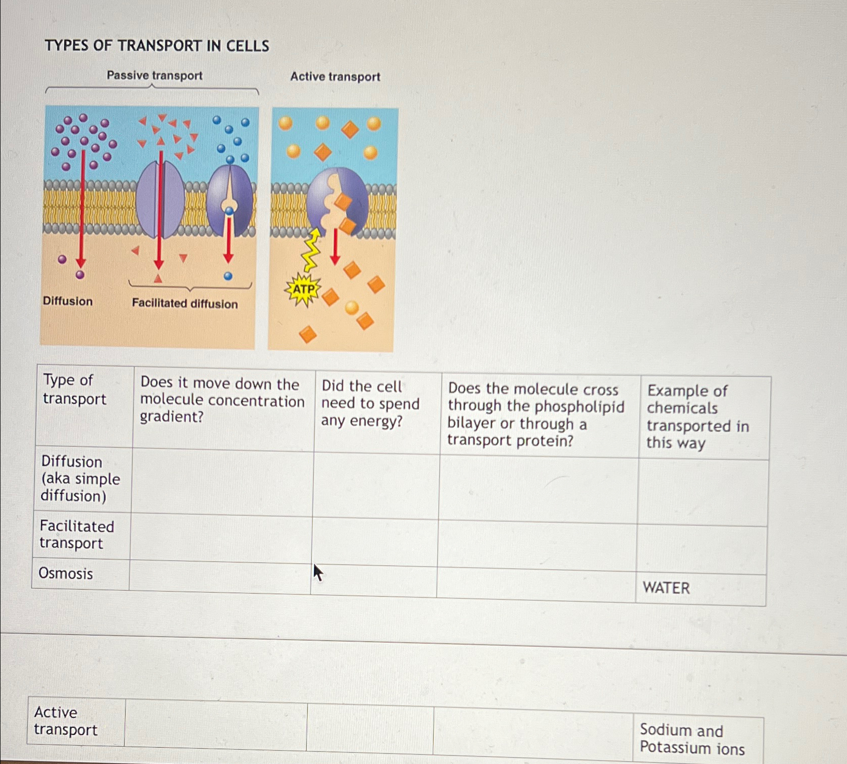 Solved TYPES OF TRANSPORT IN CELLSPassive transportActive | Chegg.com