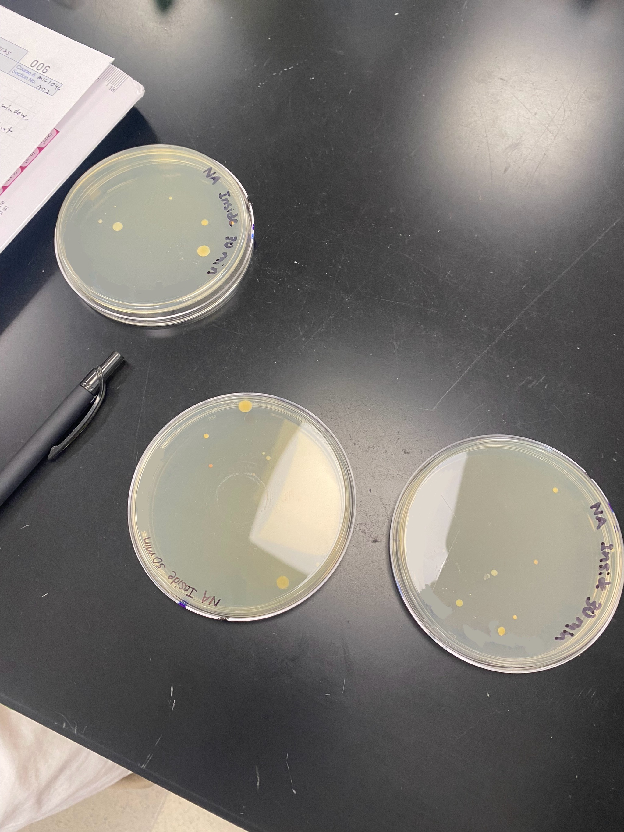 Solved This is bacterial colonies on Nutrient Agar (NA). | Chegg.com