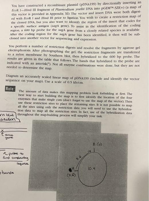 You have constructed a recombinant plasmid (pDNA199) | Chegg.com