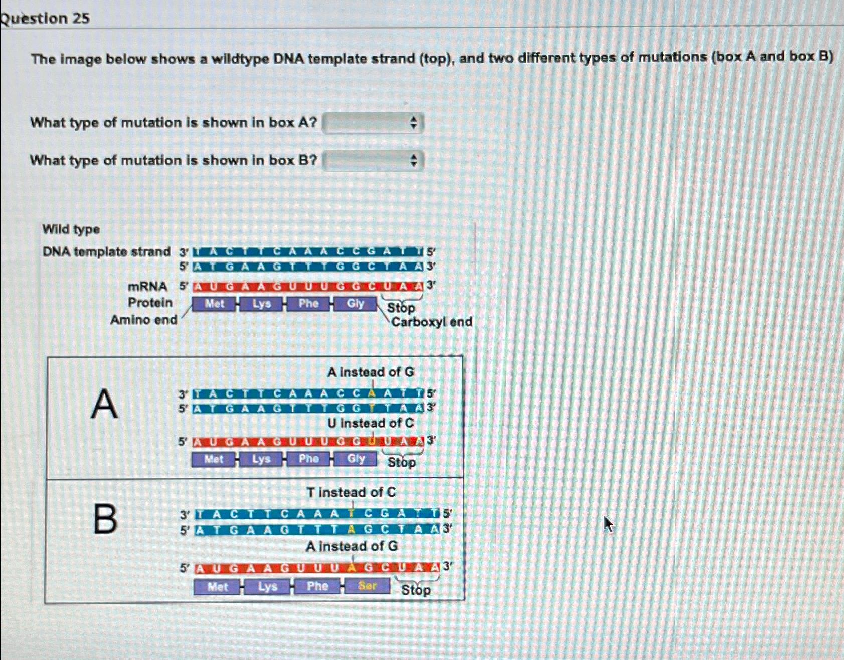 Solved Question 25The image below shows a wildtype DNA | Chegg.com