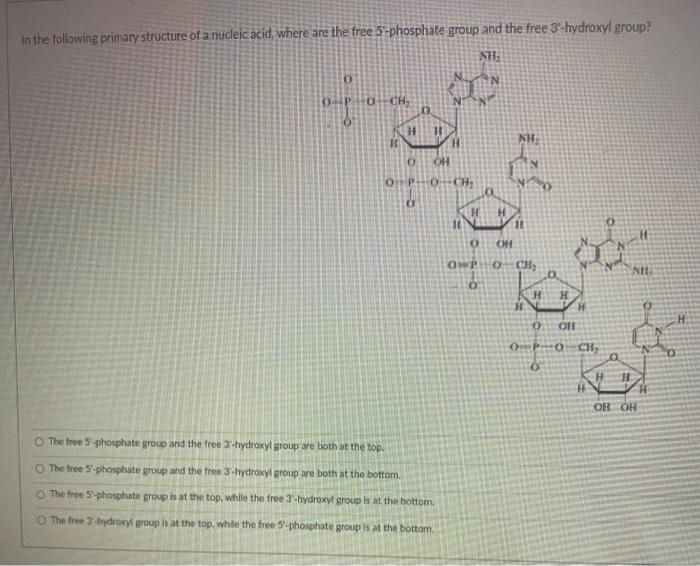 Solved Following is the structure of a nucleoside formed | Chegg.com