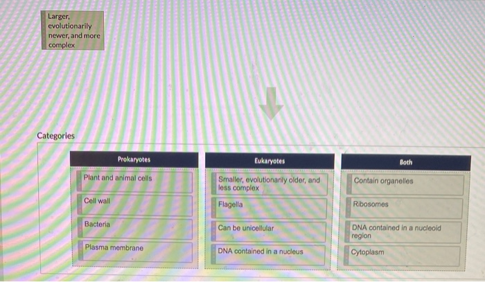 Solved Larger, evolutionarily newer, and more complex | Chegg.com