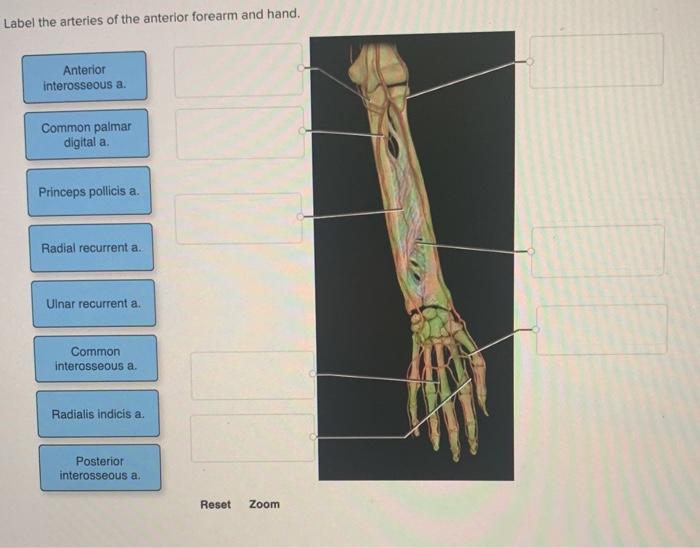Solved Label the arteries of the anterior forearm and hand. | Chegg.com