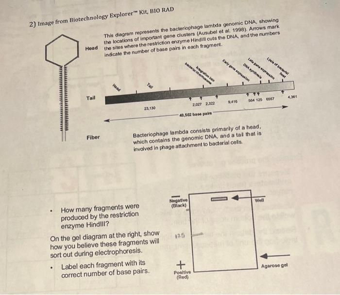 Solved 2) Image from Biotechnology Explorer" Kit, BIO RAD | Chegg.com