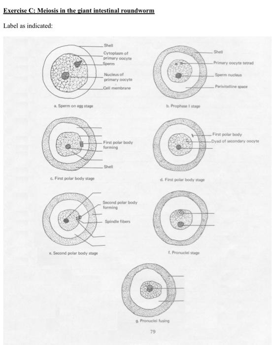 Solved label the parts in the giant intestinal roundworm | Chegg.com