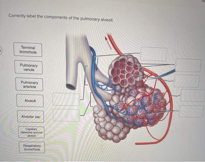 Solved Labeling the Pulmonary Alveoli Correctly label the | Chegg.com