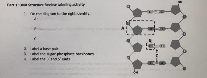 Solved Part 1: DNA Structure Review Labeling activity 1. On | Chegg.com