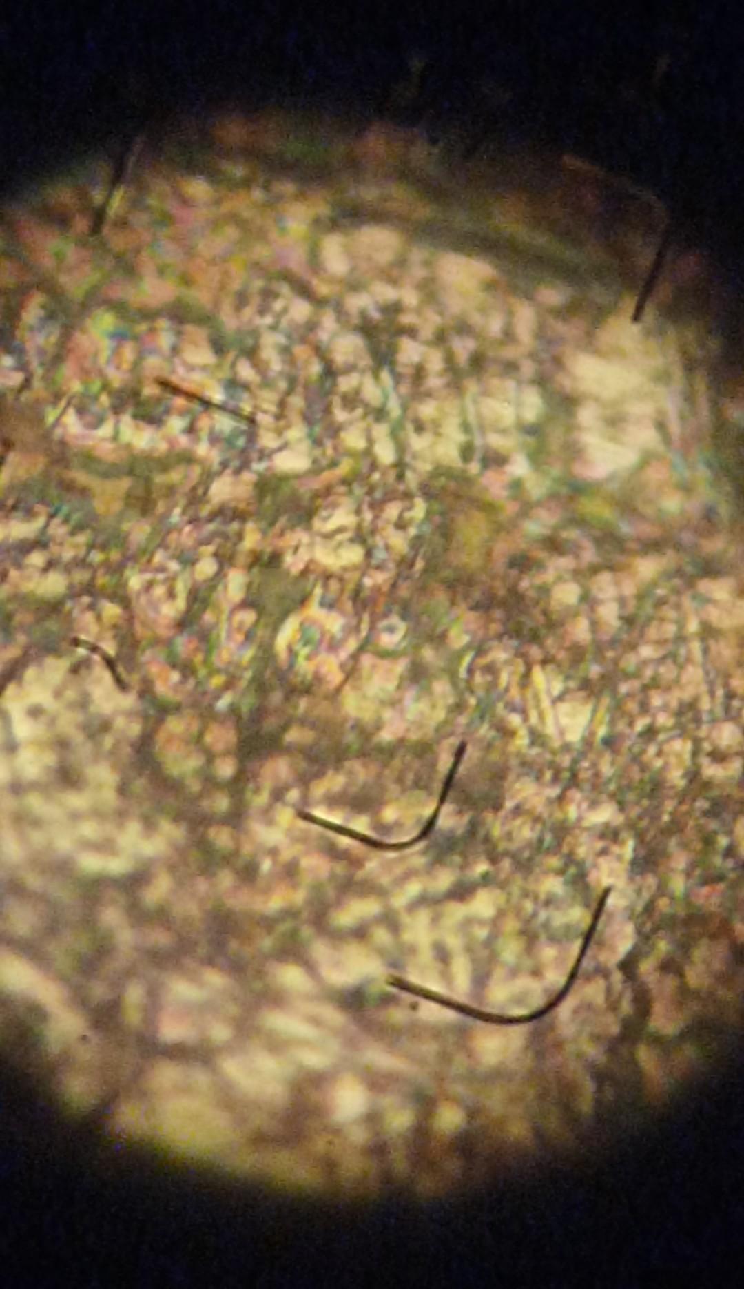 Solved Question | Chegg.com