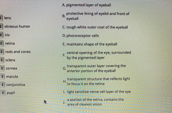Solved A. pigmented layer of eyeball protective lining of | Chegg.com