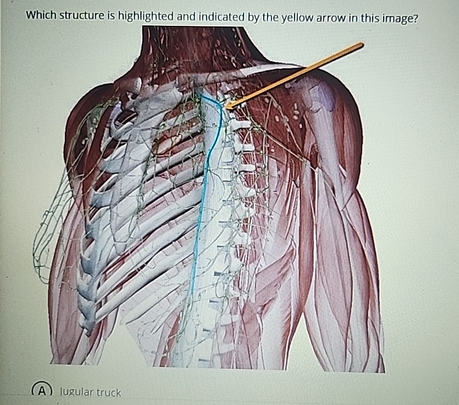 Solved Which structure is highlighted and indicated by the | Chegg.com