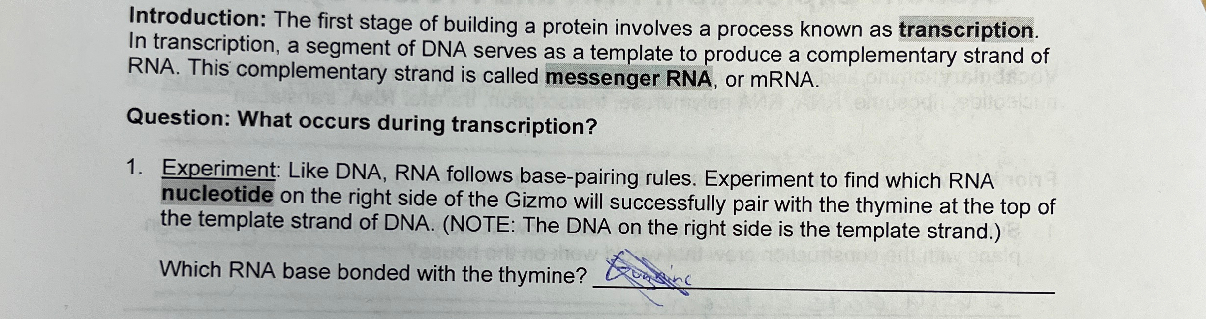 Solved Introduction: The first stage of building a protein | Chegg.com