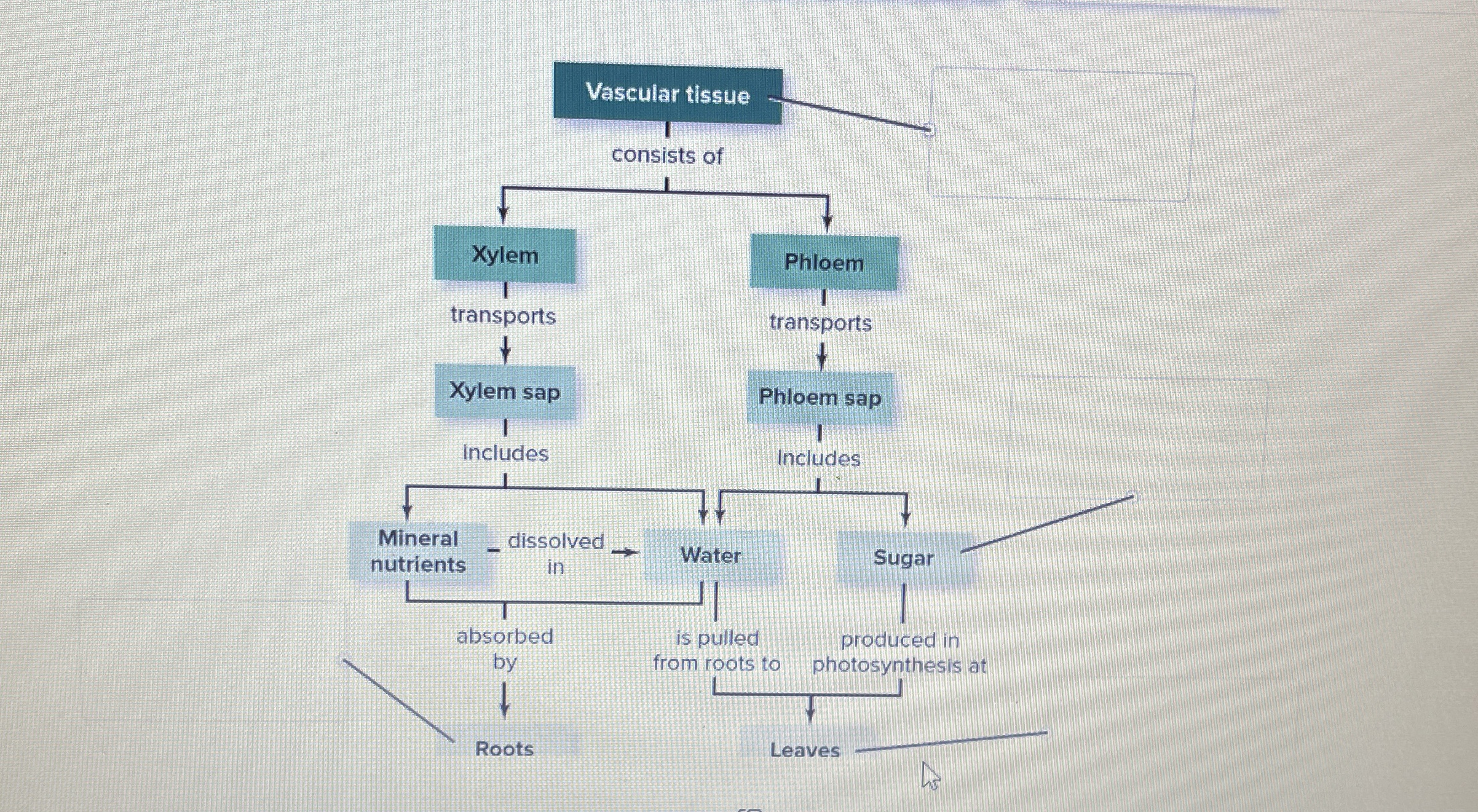 Solved How do parasitic plants fit into the concept map? | Chegg.com