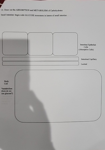 Solved Draw out the ABSORPTION and METABOLISM of | Chegg.com