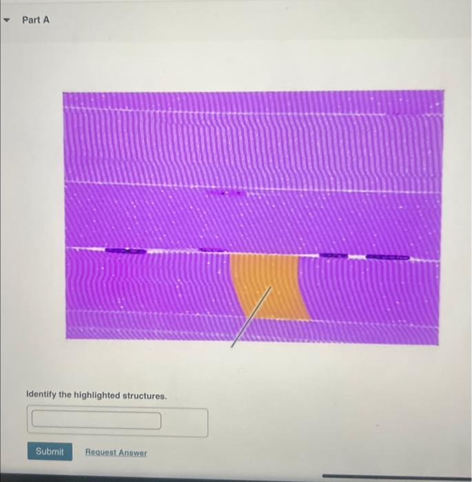 Solved Identify the highlighted structures. | Chegg.com