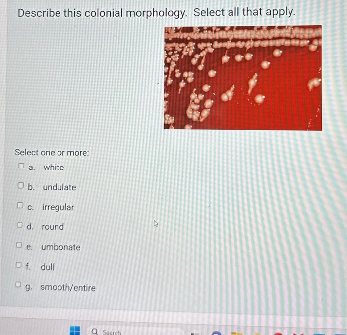 Solved Describe this colonial morphology. Select all that | Chegg.com