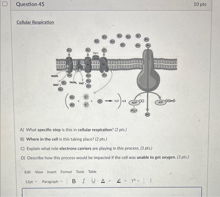 Solved Cellular Respiration A) What specific step is this in | Chegg.com