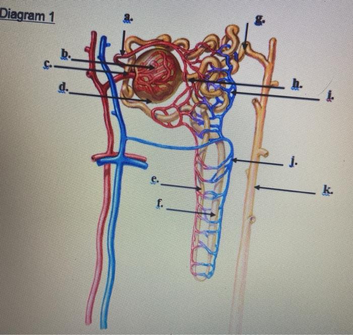 Peritubular Capillaries Diagram