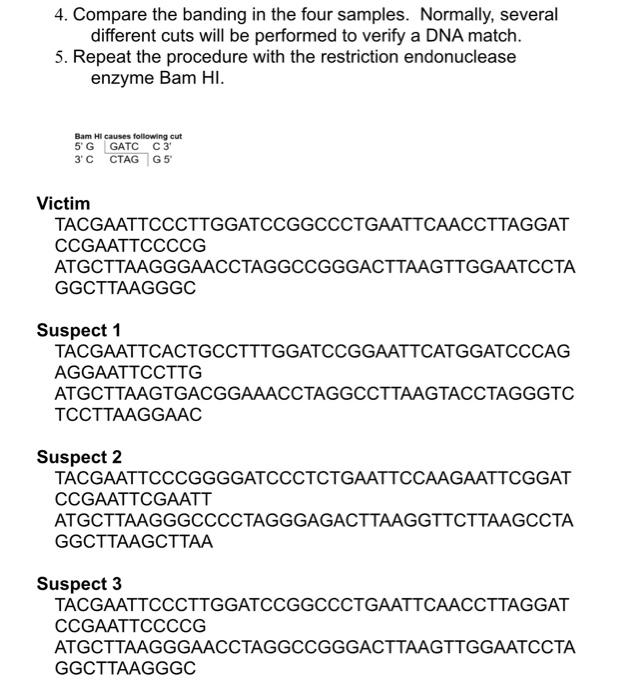 Solved 4. Compare the banding in the four samples. Normally, | Chegg.com
