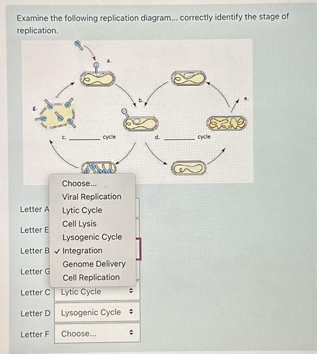 Solved Examine the following replication diagram... | Chegg.com