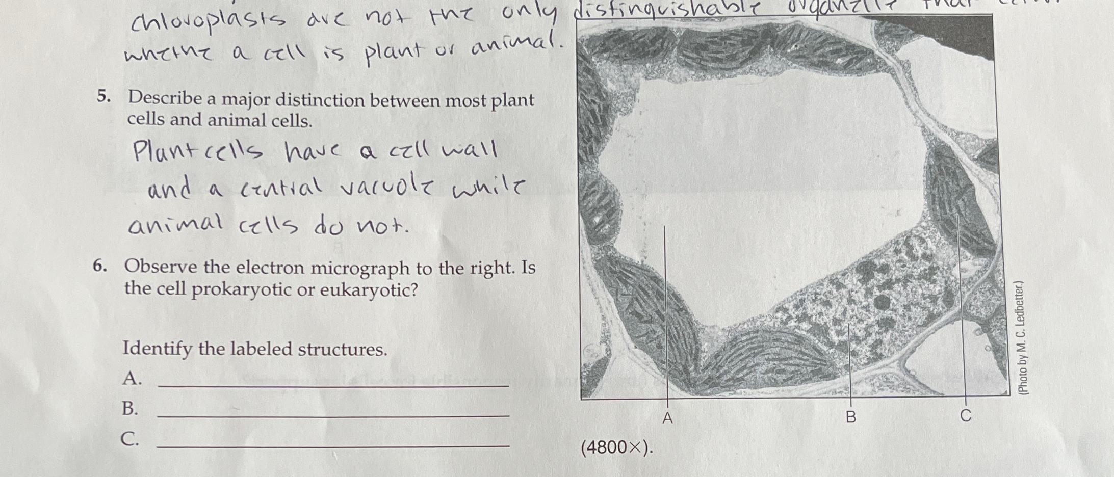 Solved 6. ﻿Observe the electron micrograph to the right. Is | Chegg.com