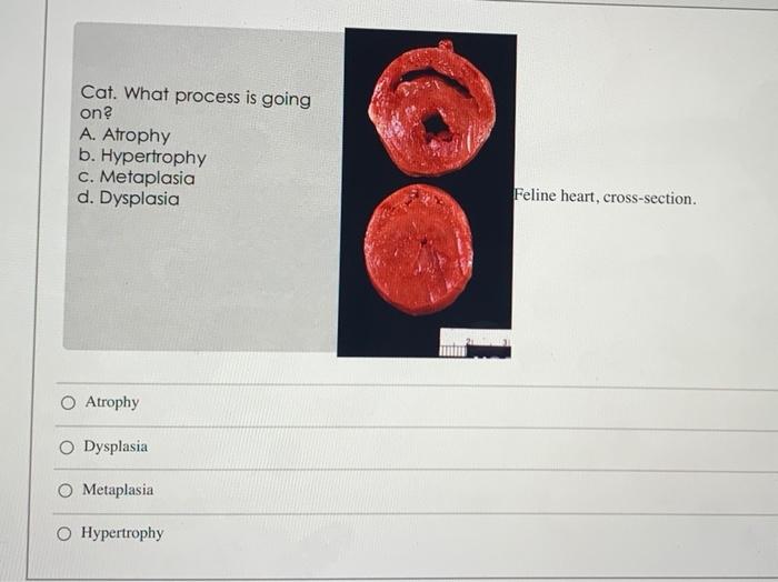 Solved Cat. What process is going on? A. Atrophy b. | Chegg.com