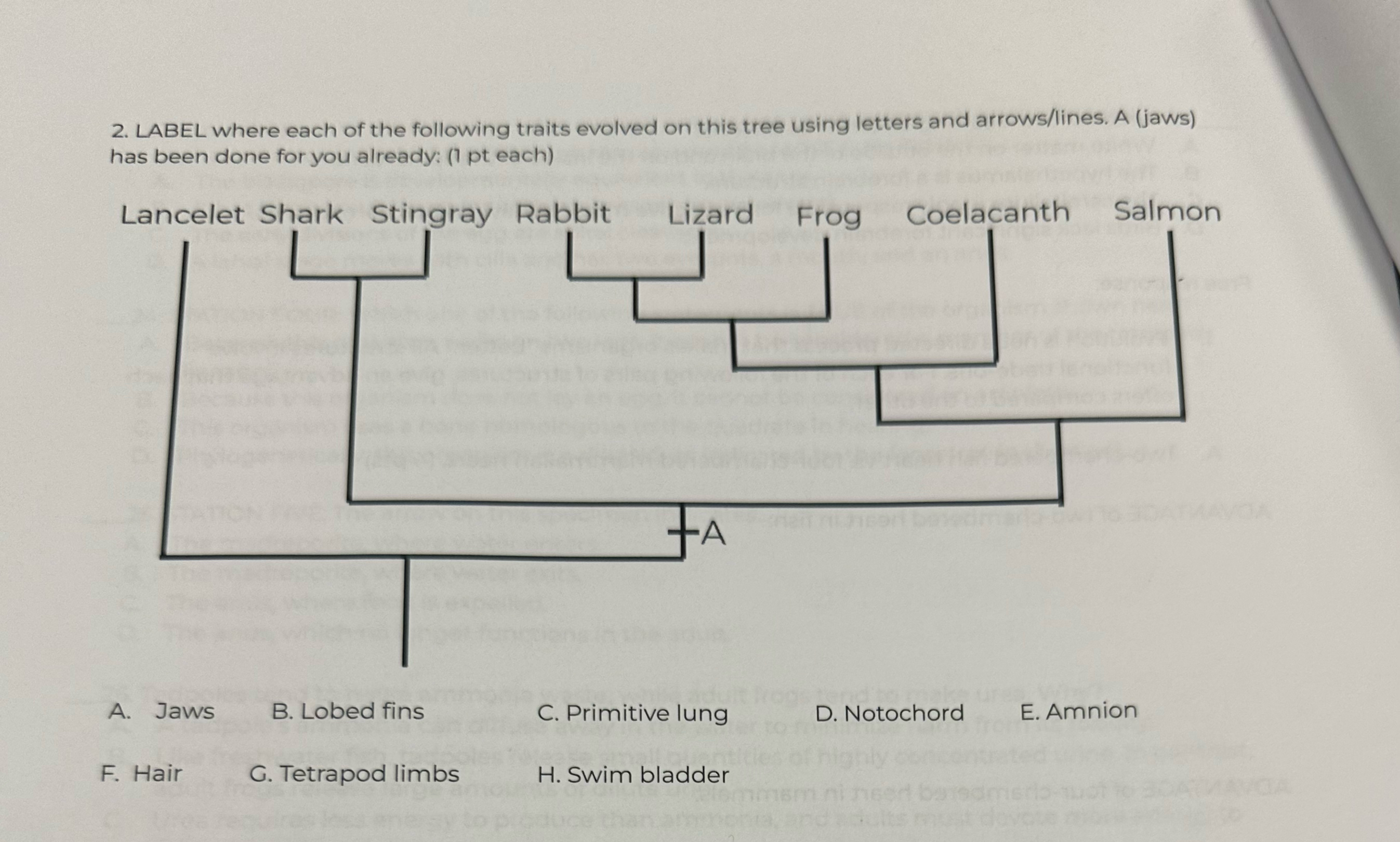 LABEL where each of the following traits evolved on | Chegg.com