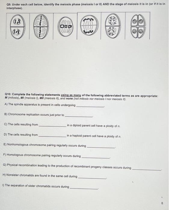 Solved Q9. Under each cell below, identify the meiosis phase | Chegg.com