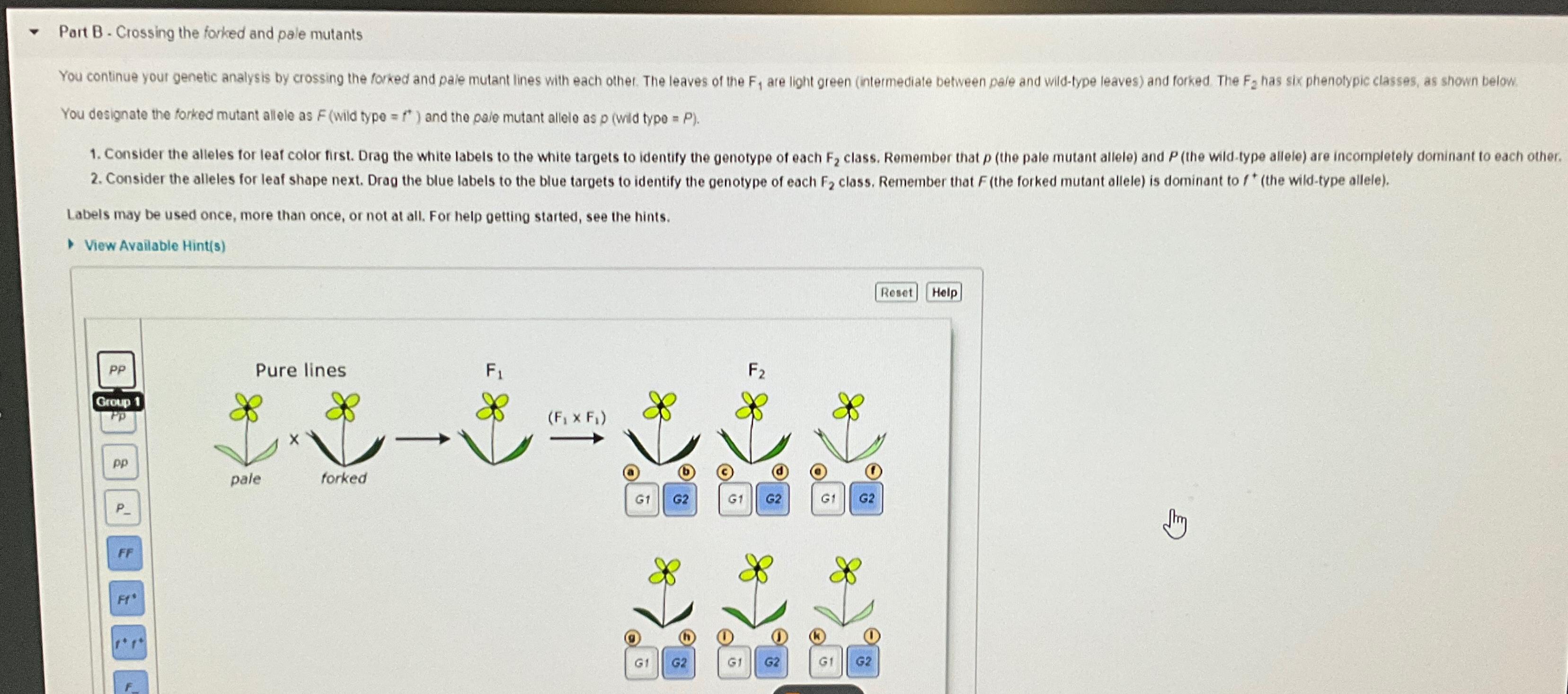 Solved Part B - Crossing the forked and pale mutantsYou | Chegg.com Solved Part B - Crossing the forked and pale mutantsYou | Chegg.com