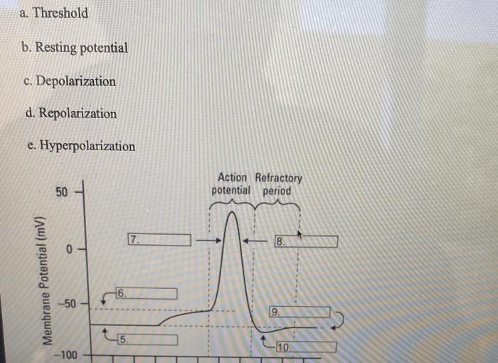 Solved a. Threshold b. Resting potential c. Depolarization | Chegg.com
