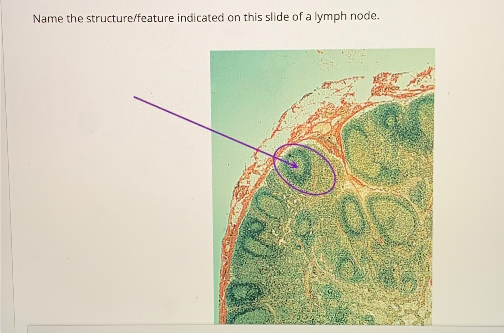 Solved Name the structure/feature indicated on this slide of | Chegg.com
