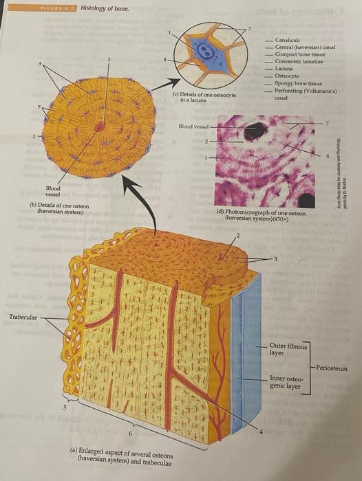 Compact Bone Labeled Single Osteon