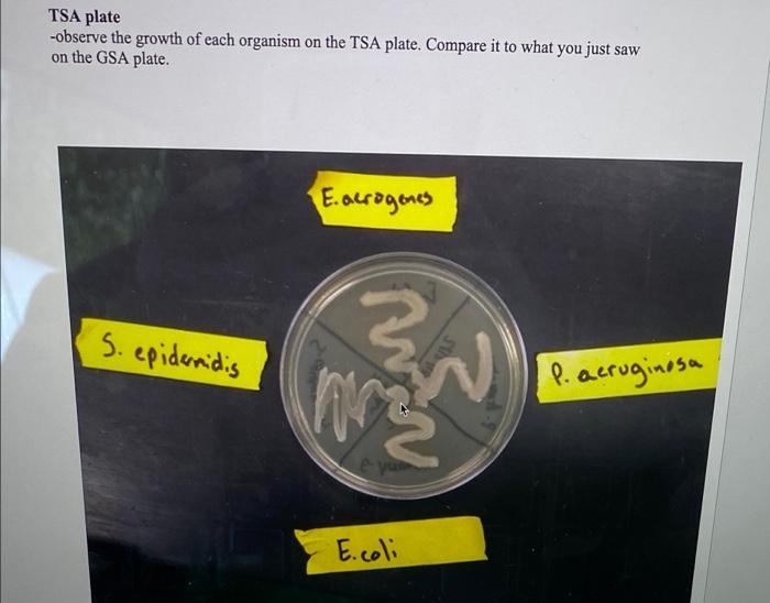 Solved GSA plate -observe the growth of each organism on the | Chegg.com