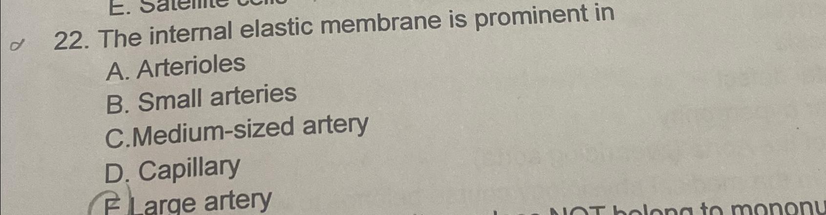 Solved The internal elastic membrane is prominent inA. | Chegg.com