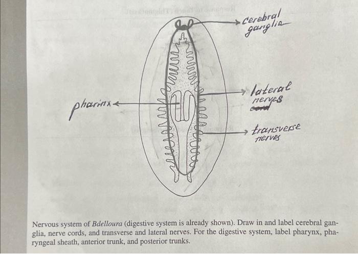 Solved Nervous system of Bdelloura (digestive system is | Chegg.com
