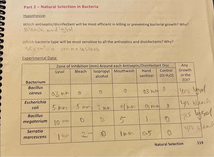 Solved Part 2 - Natural Selection in Bacteria Hypothesize: | Chegg.com