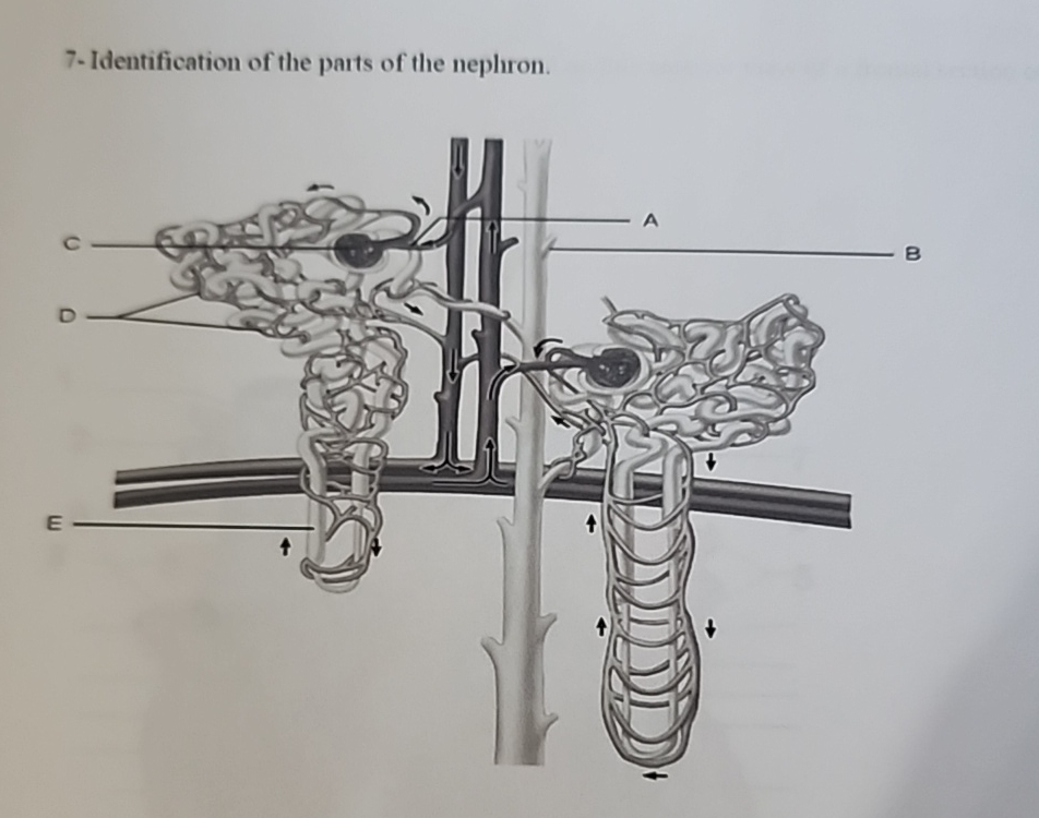 Solved 7- ﻿Identification of the parts of the nephron. | Chegg.com