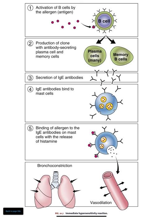 Read the diagram Immunoglobulin E (IgE) | Chegg.com