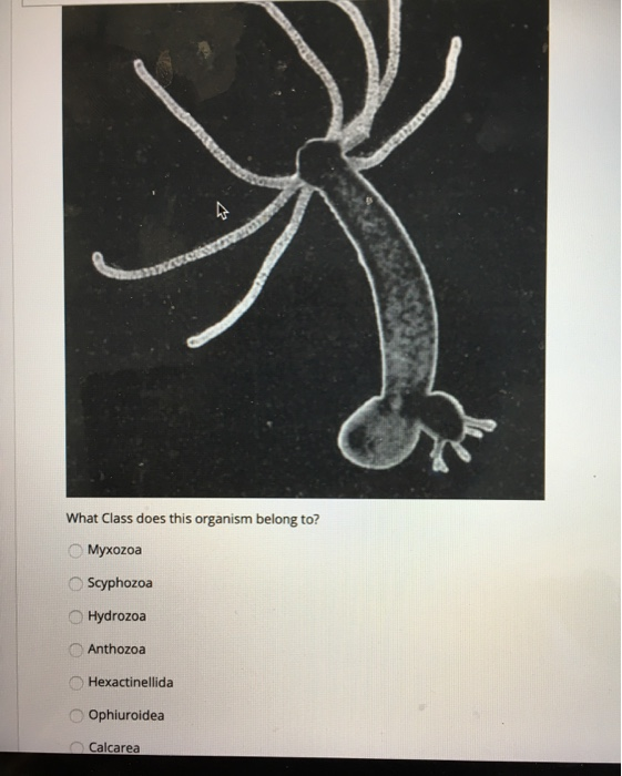 Solved What Class does this organism belong to? Myxozoa | Chegg.com