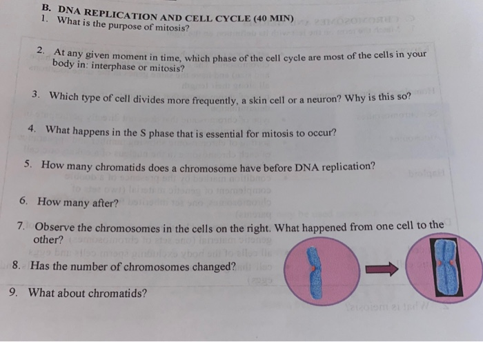 Solved B. DNA REPLICATION AND CELL CYCLE (40 MIN) 1. What is | Chegg.com