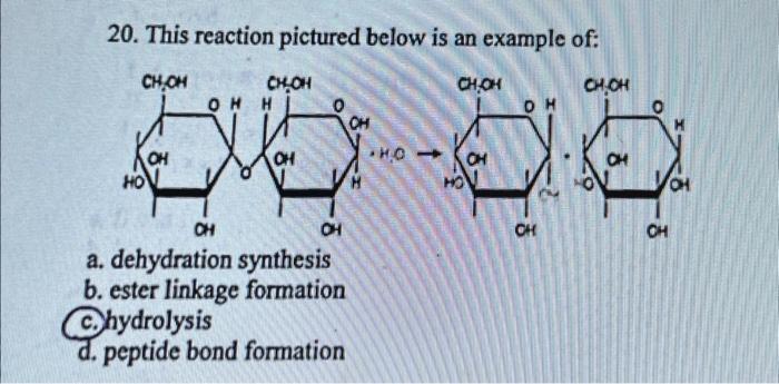 Solved 20. This reaction pictured below is an example of: a. | Chegg.com