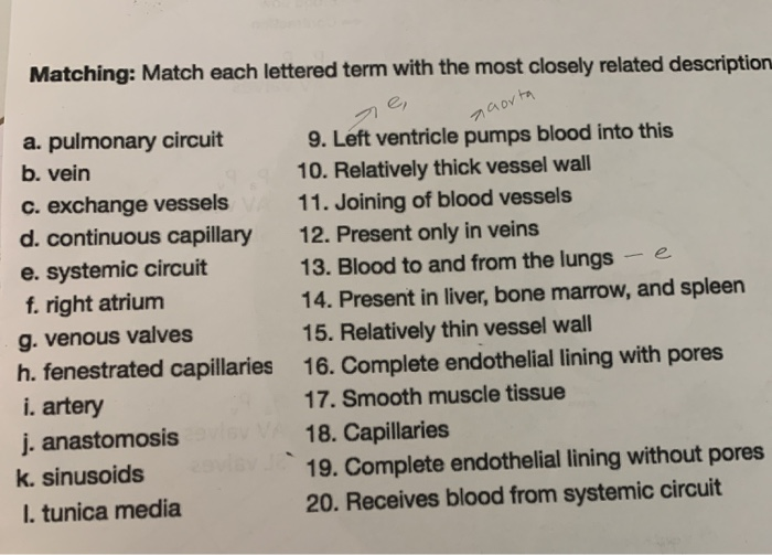 Solved Matching: Match each lettered term with the most | Chegg.com