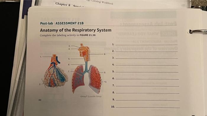Solved Anatomy of the Respiratory System Complete the | Chegg.com