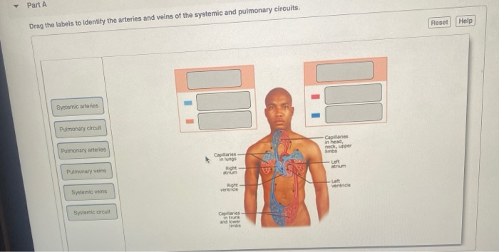 Solved Part A Reset Help Drag the labels to identify the | Chegg.com