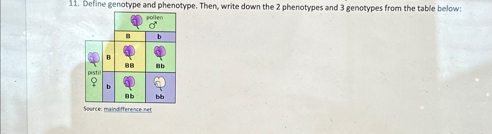 Solved Define genotype and phenotype. Then, write down the 2 | Chegg.com