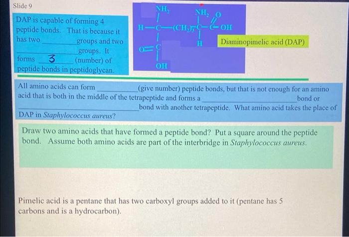 DAP is capable of forming 4 peptide bonds, That is | Chegg.com